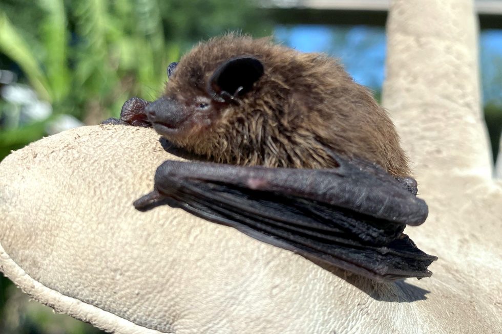 Bat Removal Specialists | We'll move 'em out and keep 'em out.